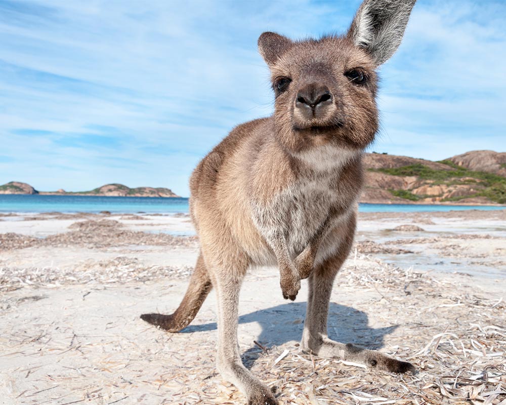 Cute Australian Native Animals