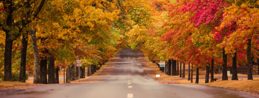 Top 7 Places To See The Best Autumn Colours In Australia | Greyhound ...